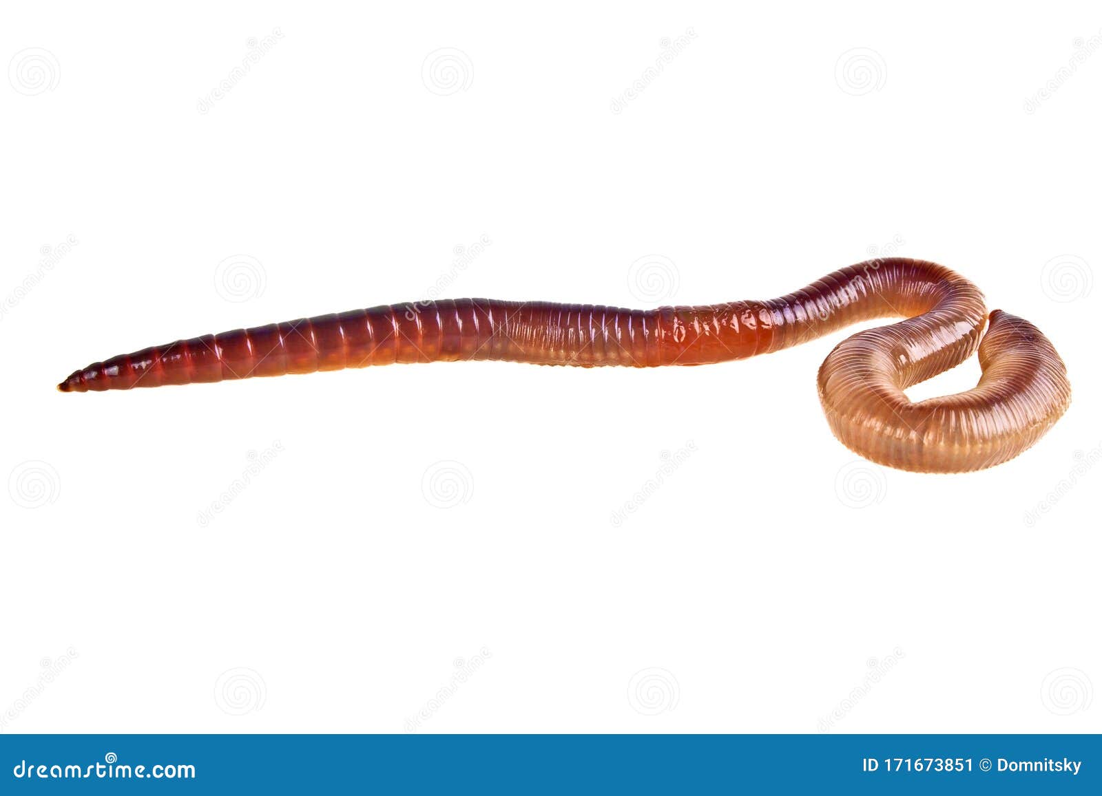 Earth Worm Isolated on White Background Stock Image - Image of close ...