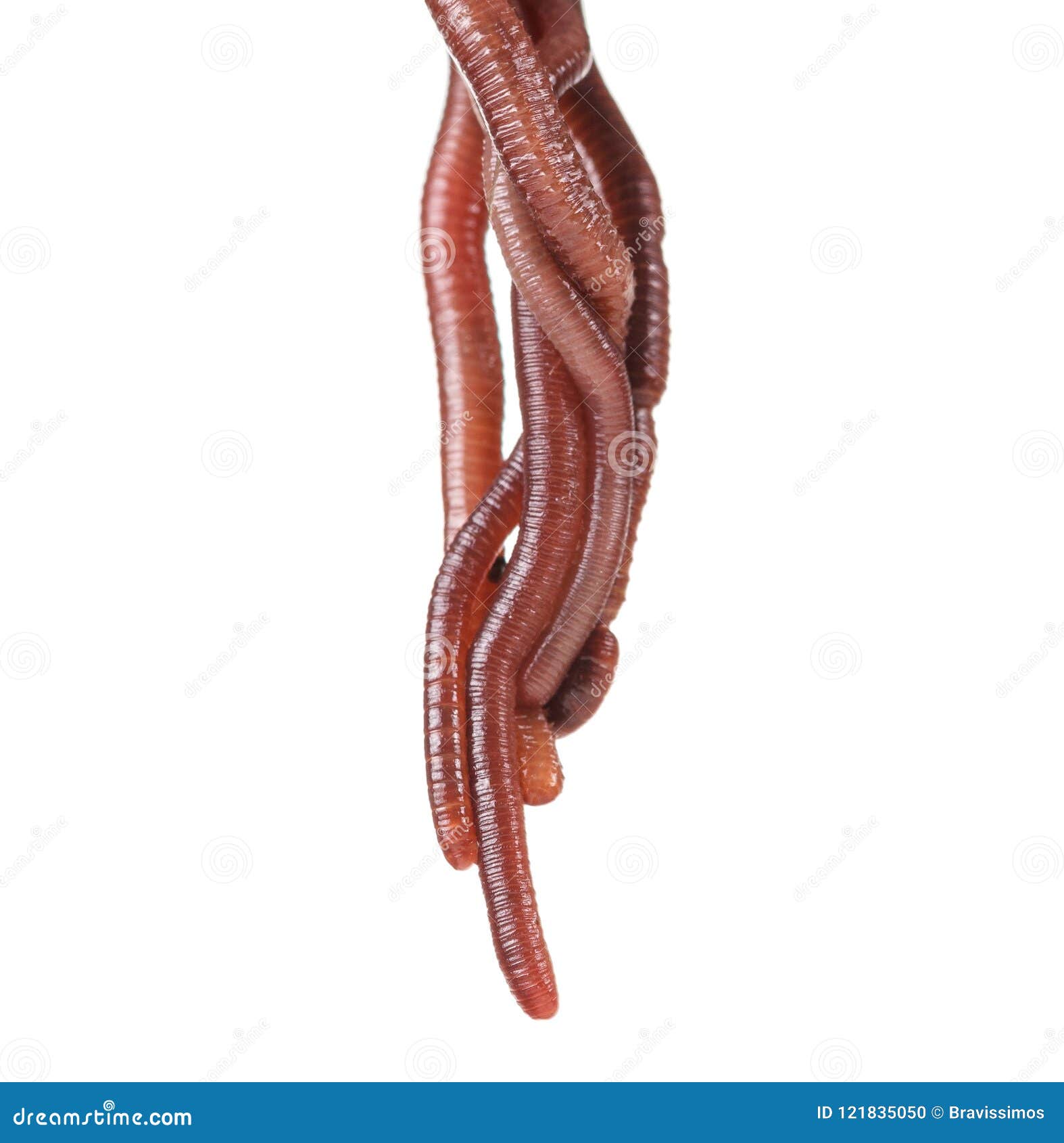 Earth Worm Isolated on White Background Stock Photo - Image of lure ...