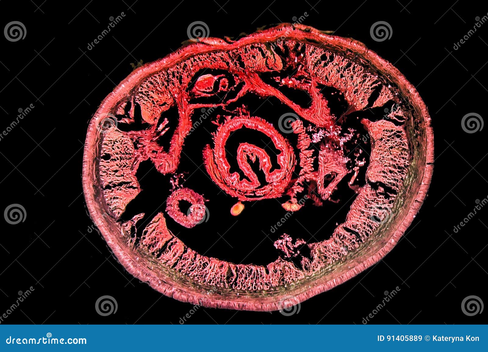 Earth Worm Set, Earthworms, Pink Segmented Soil Worms, Annelida Vector ...