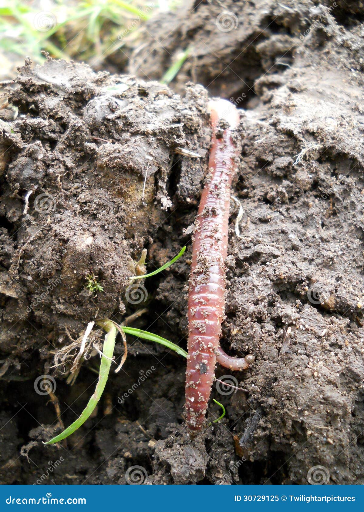 Earth worm stock image. Image of rile, natural, habitat - 30729125