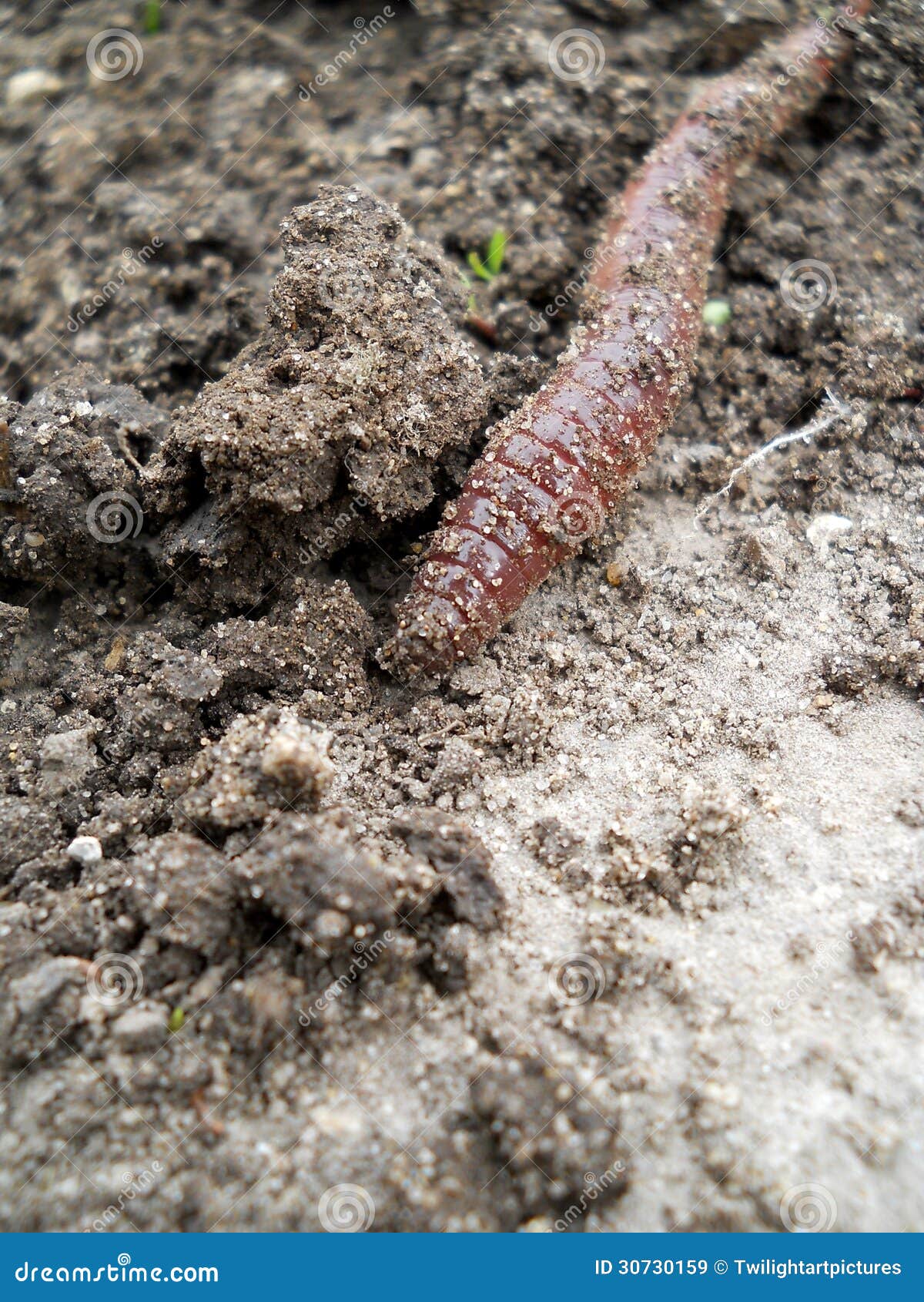 Earth worm stock image. Image of earthworm, belt, humusrich - 30730159