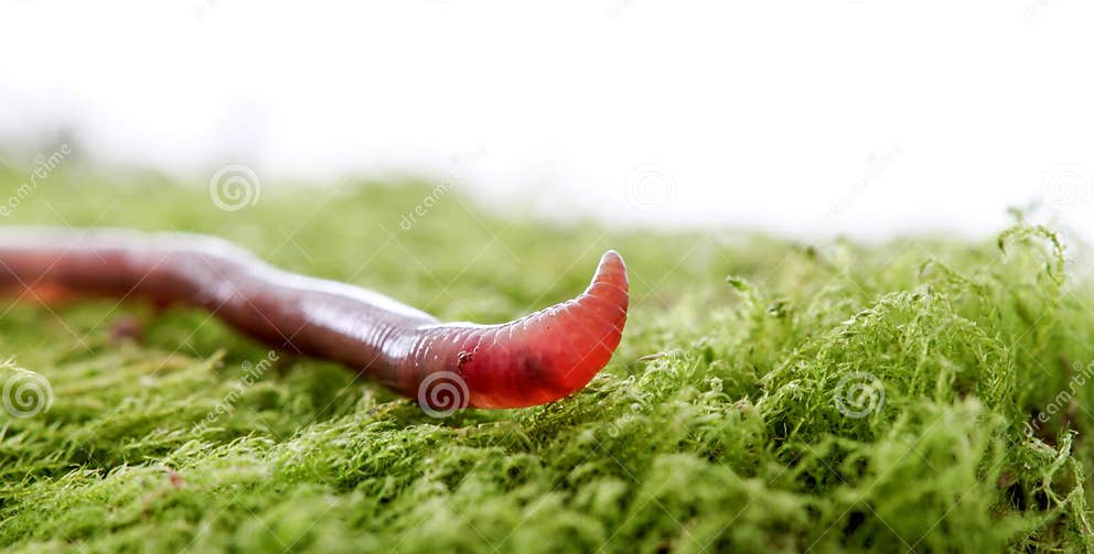 Earth Worm on a Moss Background Stock Image - Image of white, grass ...