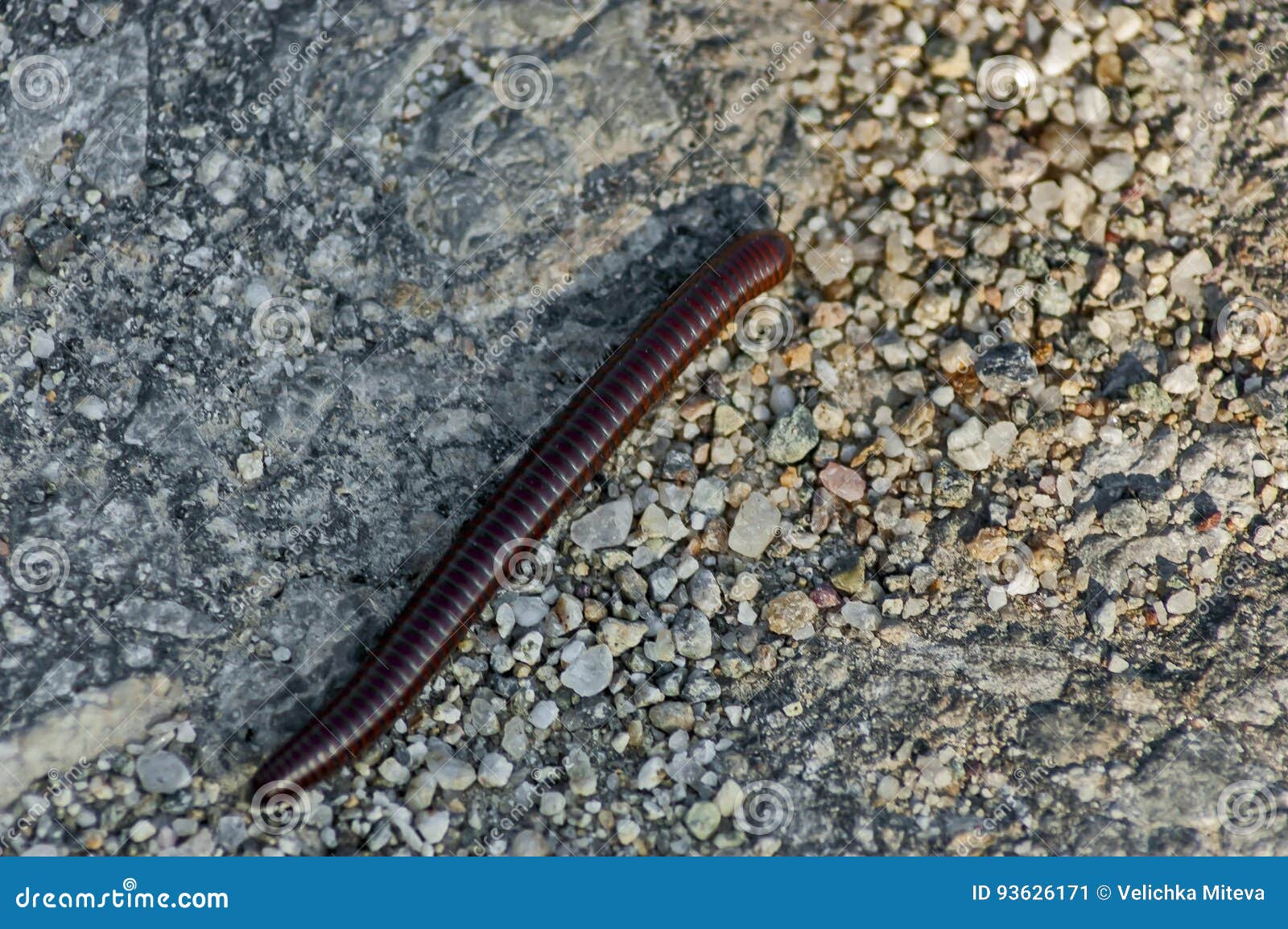 Earth Worm on Stone Road in Springtime at Plana Mountain Stock Image ...