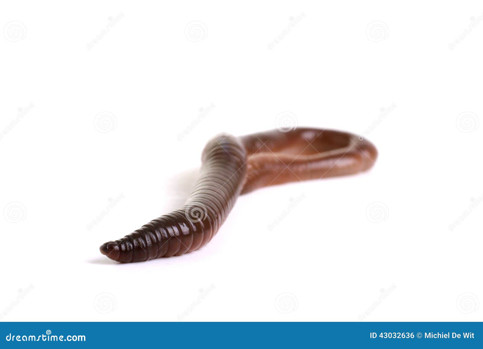Earth Worm stock photo. Image of life, color, farmer - 43032636