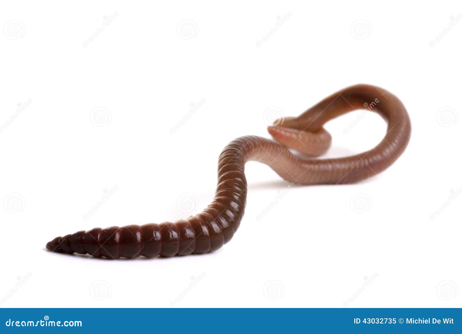 Earth Worm stock image. Image of creep, life, earthworm - 43032735