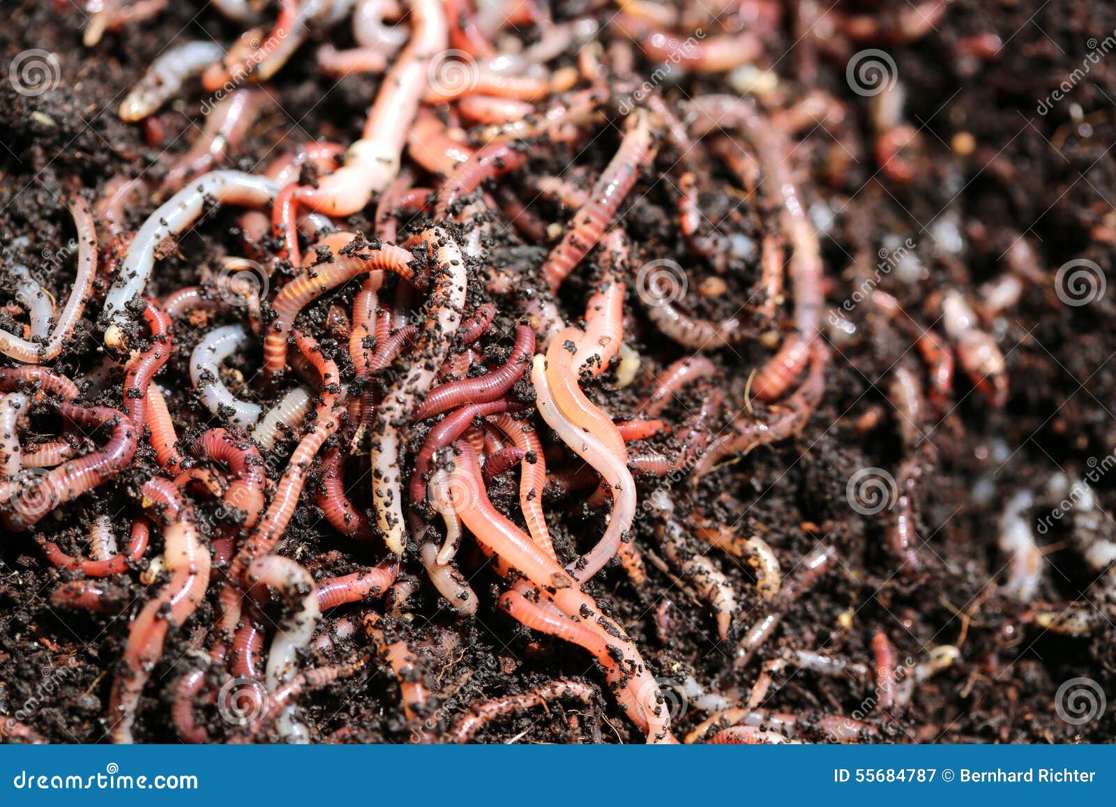 The Worms And Humus In Man`s Hand - The Flock Of Dendrobena Worms Above ...