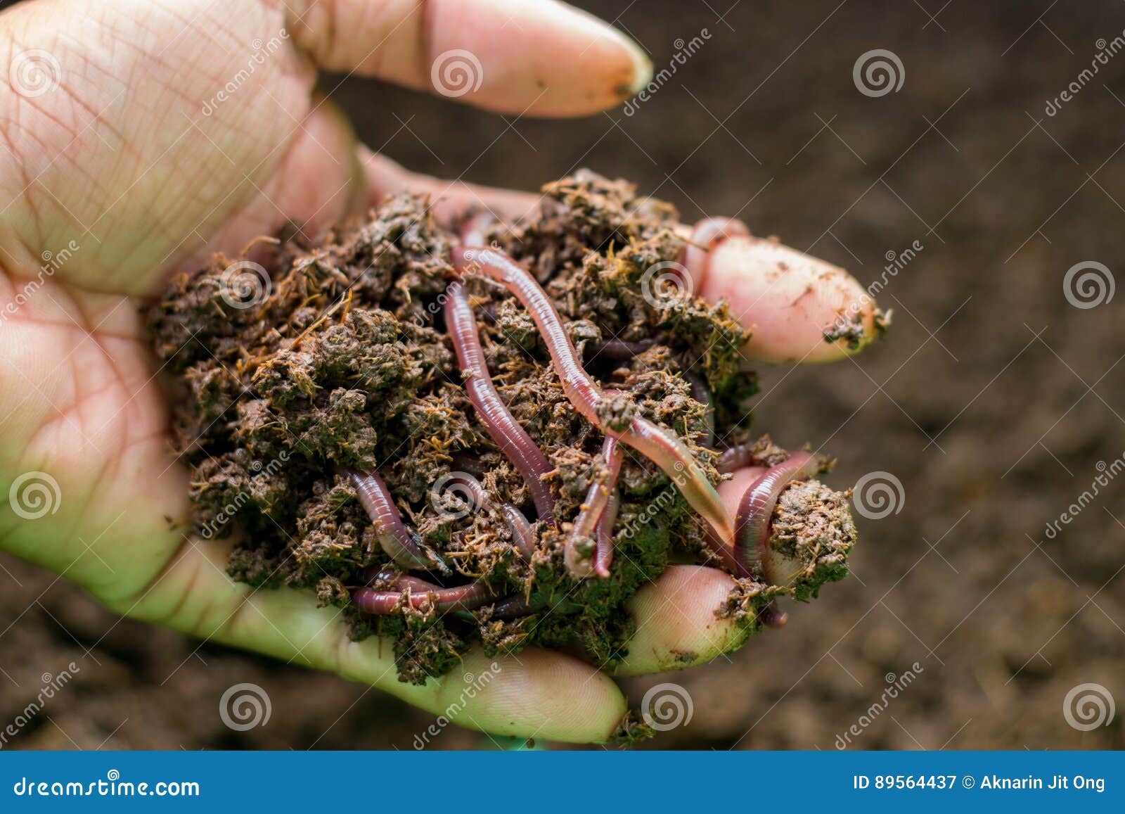 Earth worms stock image. Image of earthworm, hand, worm - 89564437