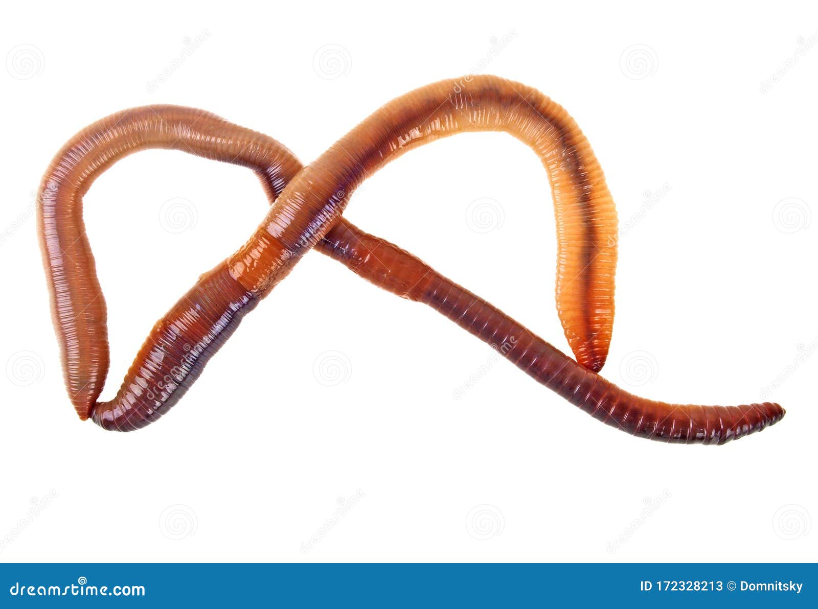 Earth Worms Isolated on White Background Stock Image - Image of ...