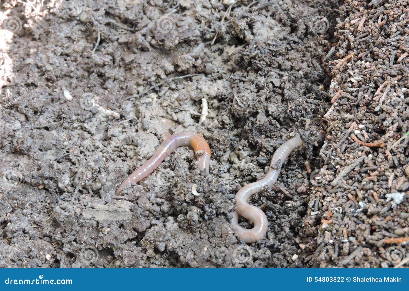 Earth worms stock photo. Image of worms, emerging, ground - 54803822