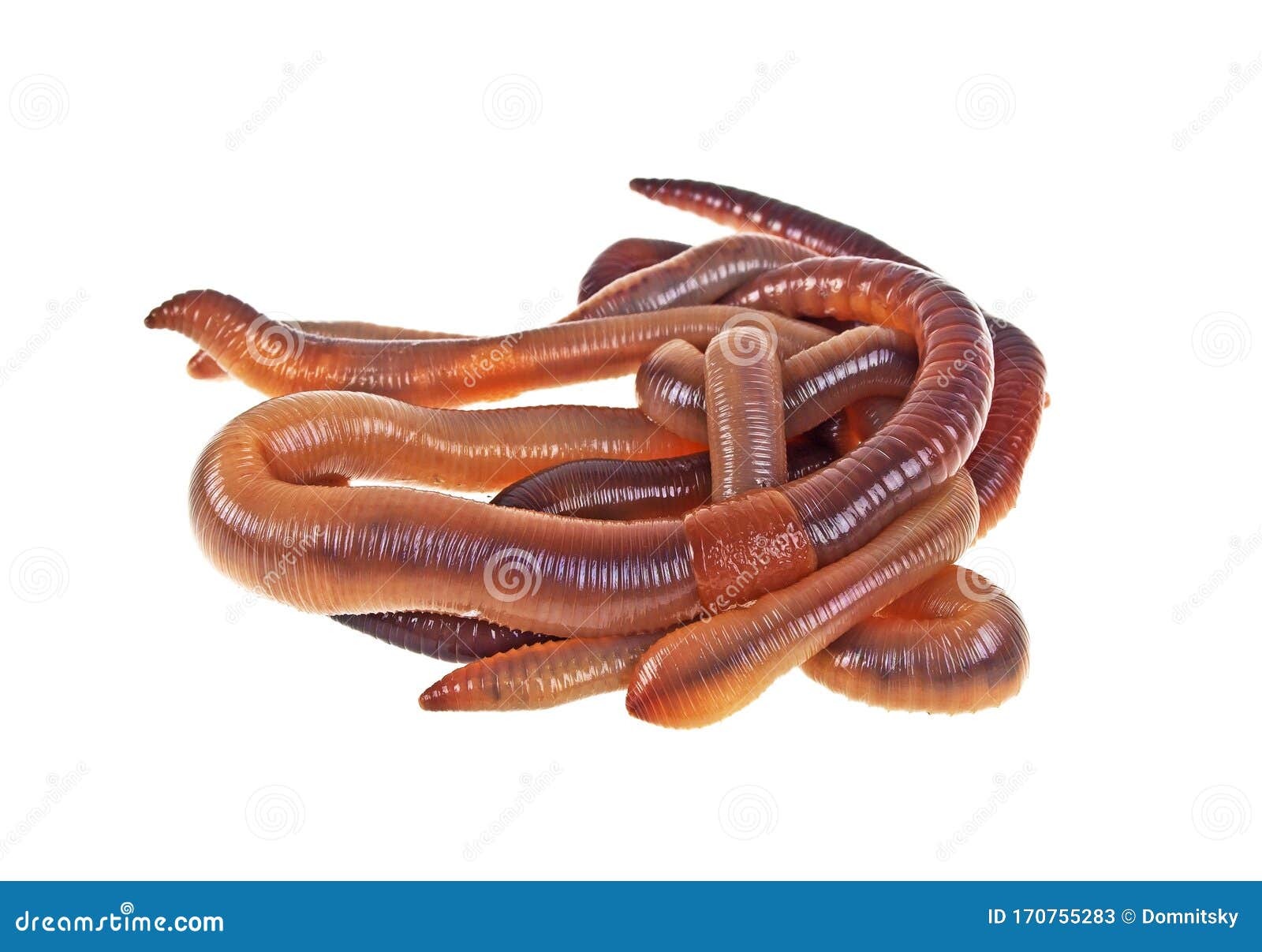 Earth Worms on White Background Stock Image - Image of close, color ...