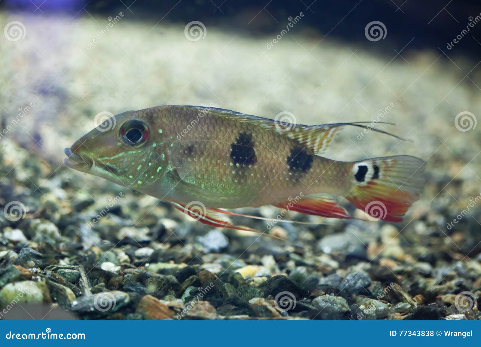 Eartheater De Threespot Y X28; Daemon& X29 De Satanoperca; Foto de ...