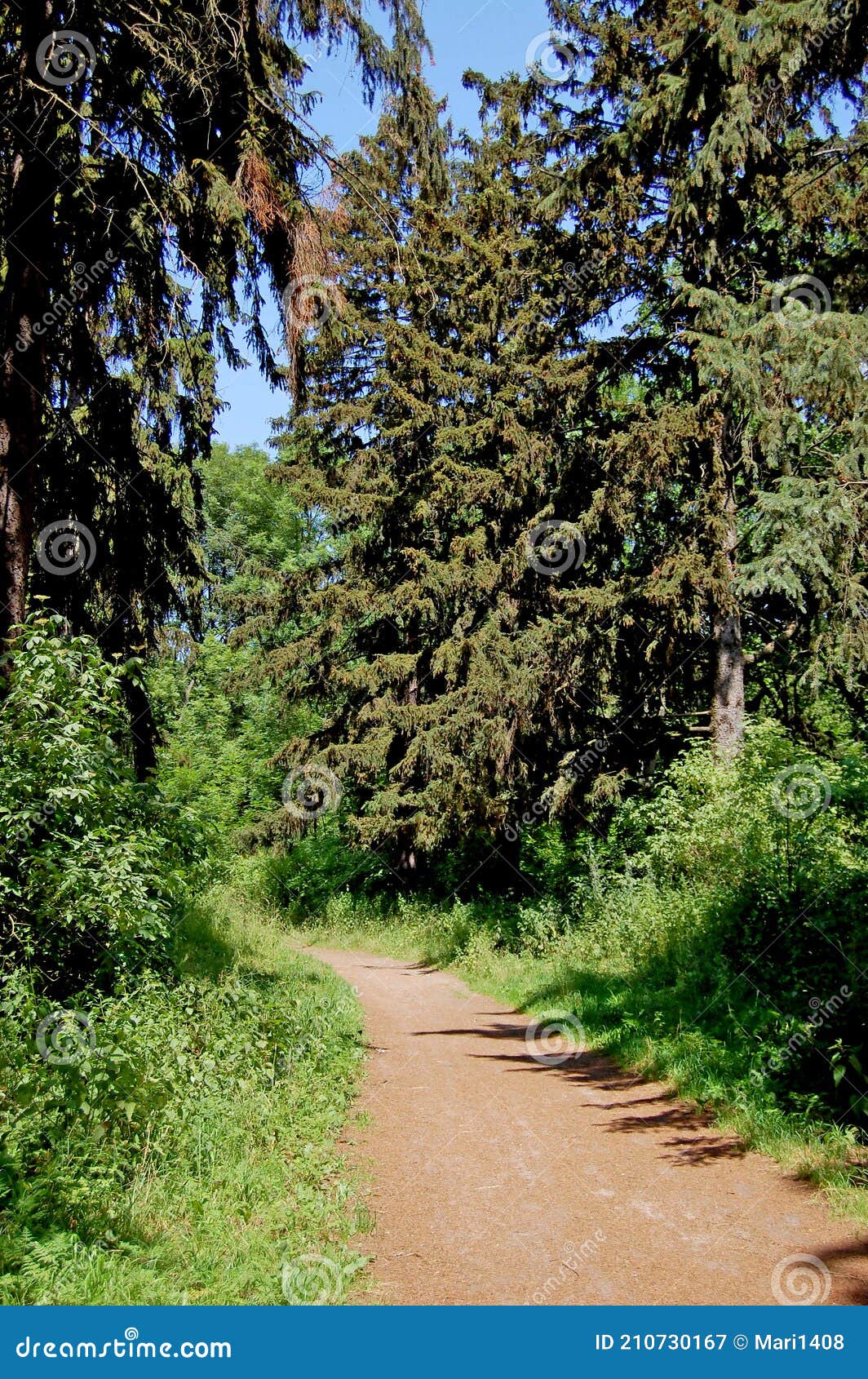 Earthen Path, Flanked by Green Grass Growing in the Old Spruce Forest ...