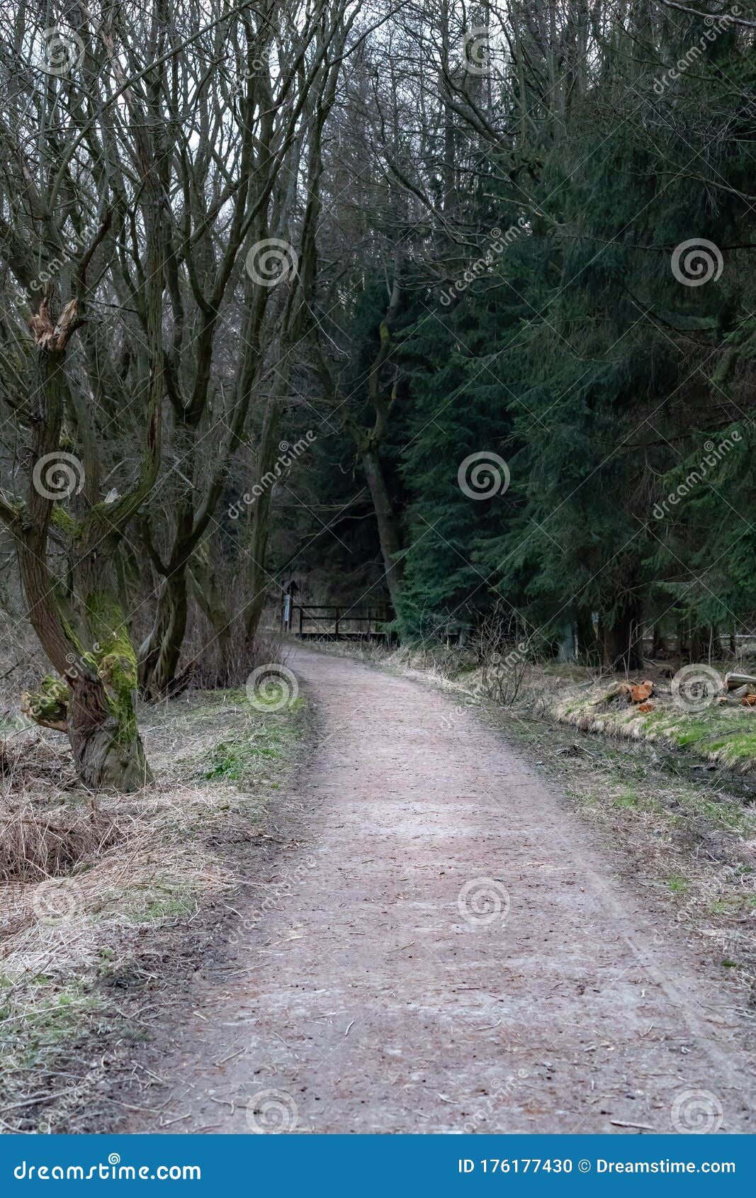 The Earthen Path and Small Bridge between Deciduous and Coniferous ...