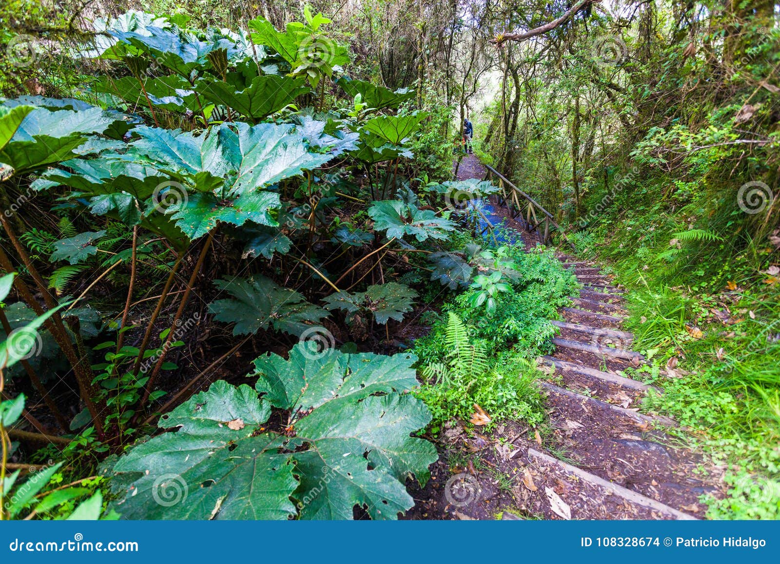 Earthen Path with Wooden Steps Stock Photo - Image of earth, wood ...