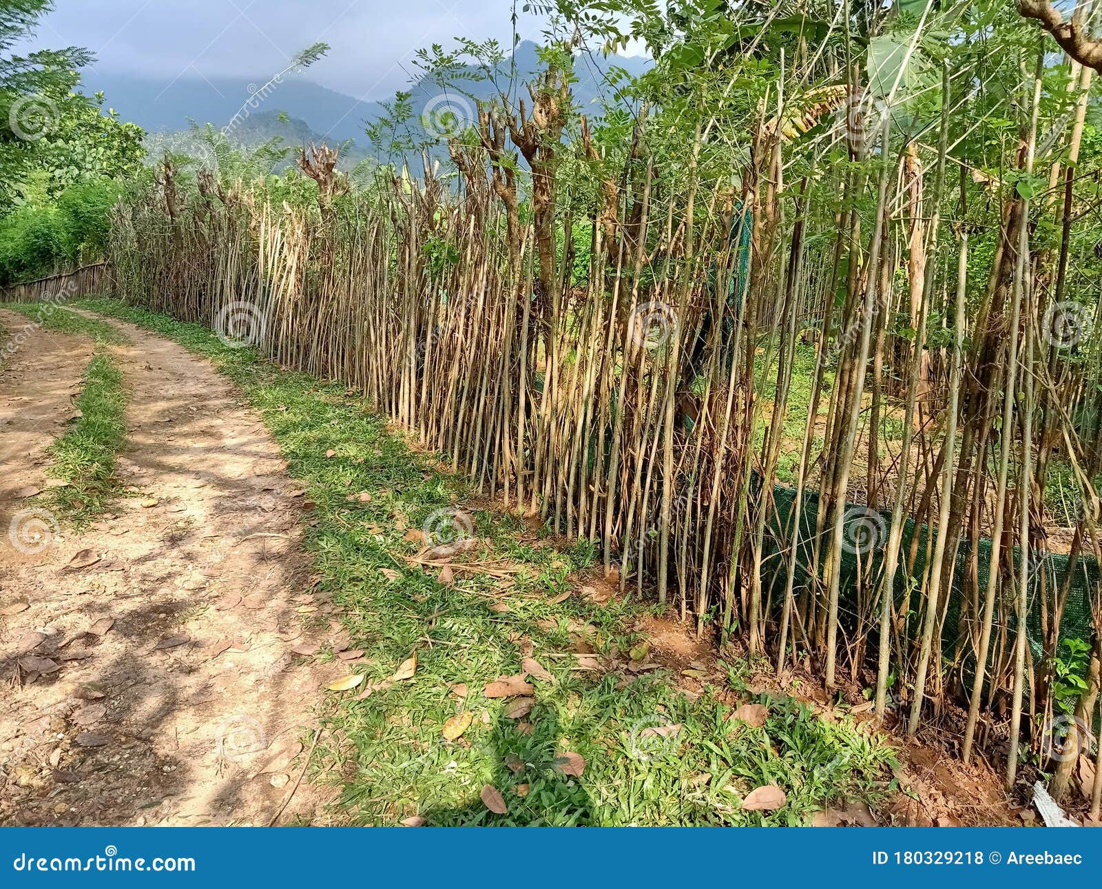 Earthen road natural stock photo. Image of earthen, green - 180329218