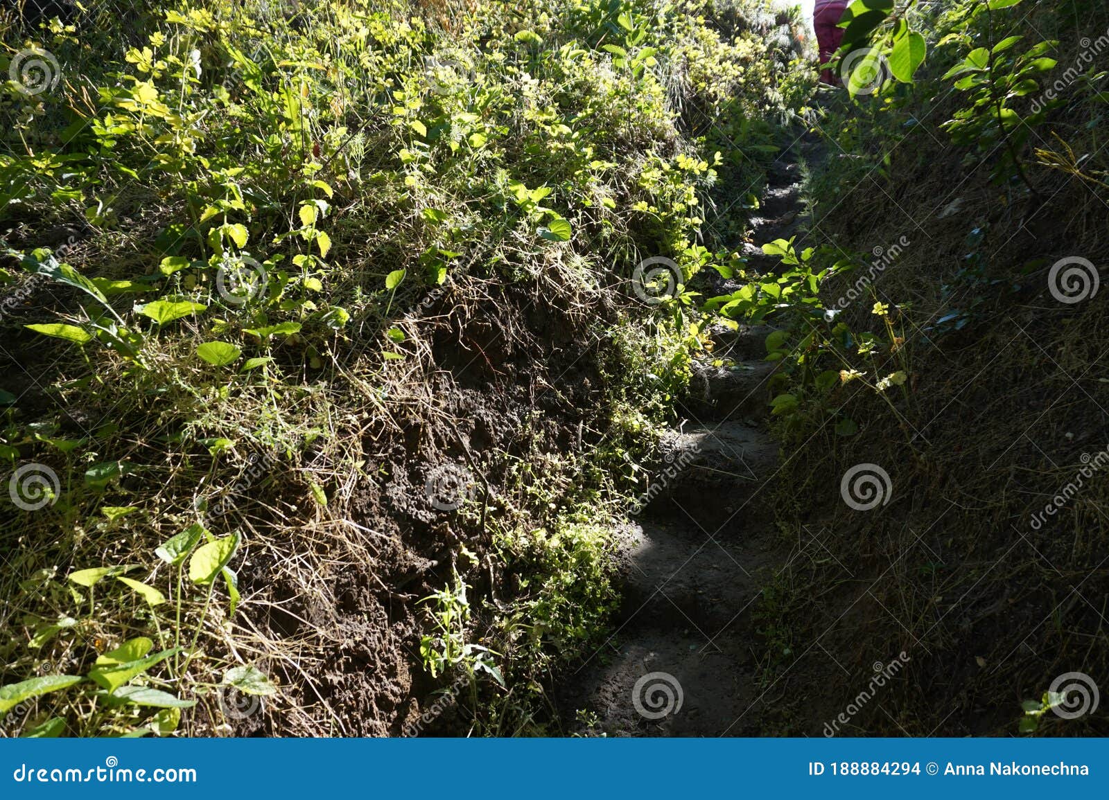 Earthen Steps on a Path in a Park Stock Photo - Image of rainforest ...