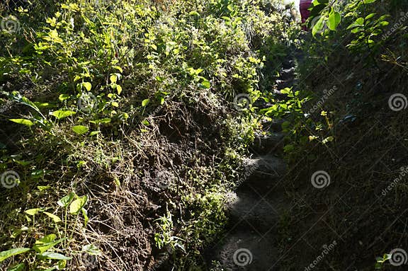 Earthen Steps on a Path in a Park Stock Photo - Image of rainforest ...