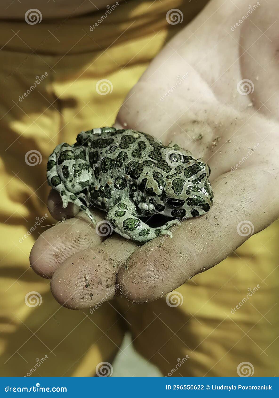 An Earthen Toad on a Child S Hand Human Hand in a Glove Holds an ...
