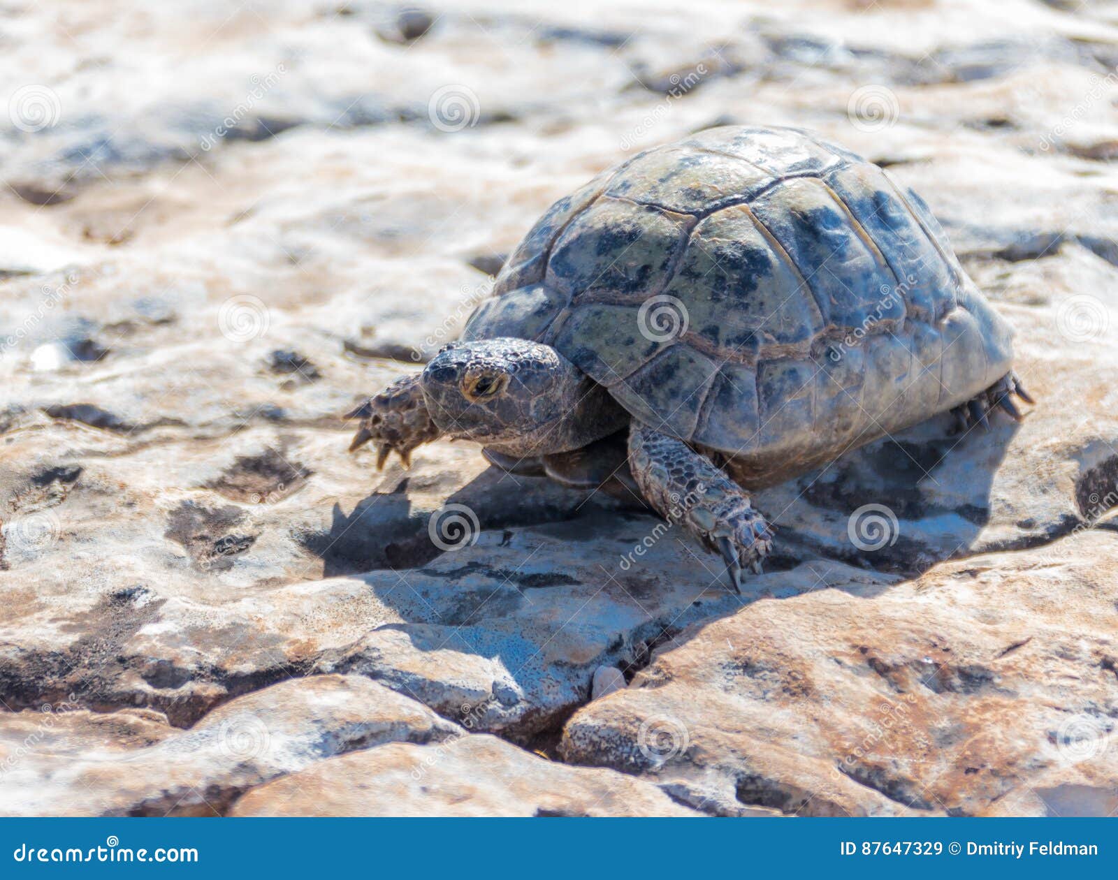 Earthen Turtle Crawling in the Early Morning on Stone Surface Stock ...