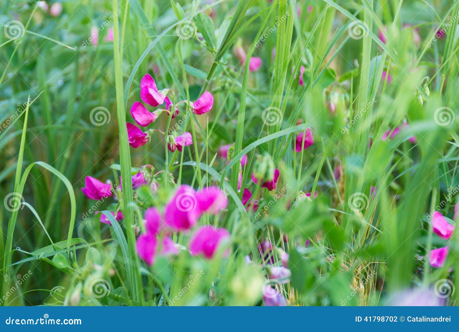 Earthnut pea stock photo. Image of floral, beautiful - 41798702