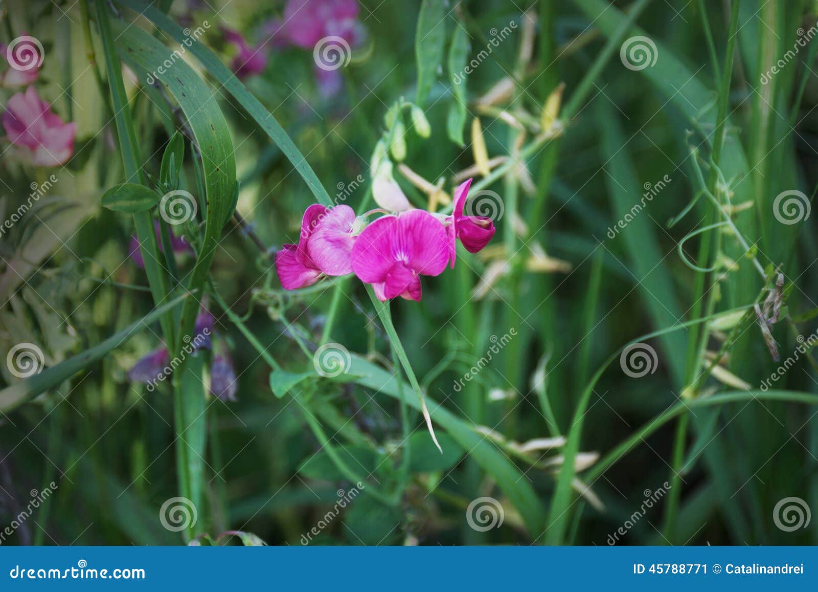 Earthnut pea stock image. Image of annual, floral, flower - 45788771