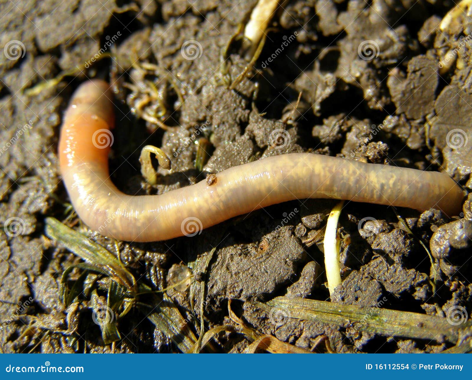Earthworm stock photo. Image of earth, good, light, contrastive - 16112554