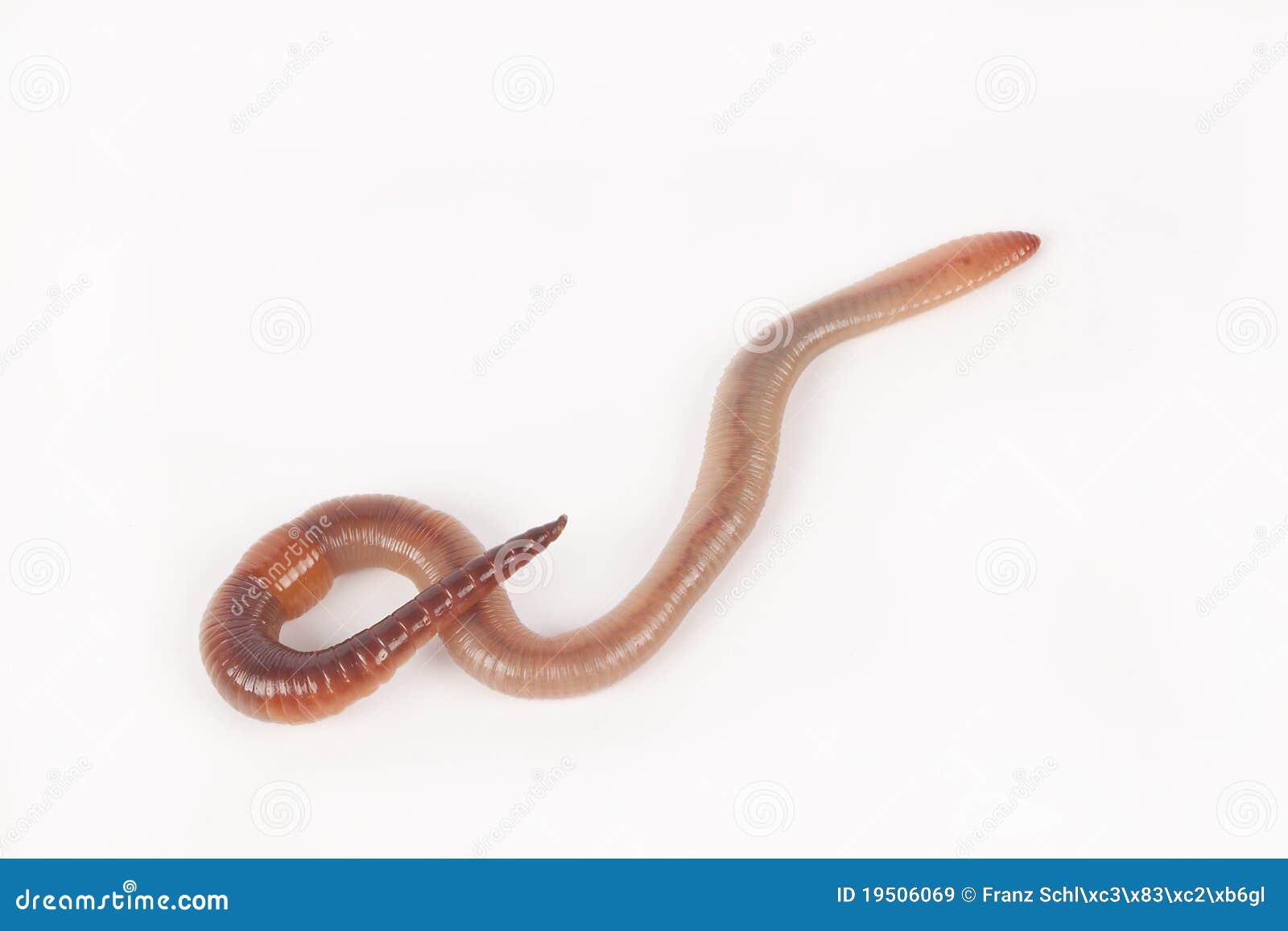 Single Earthworm Stock Photo | CartoonDealer.com #100728672