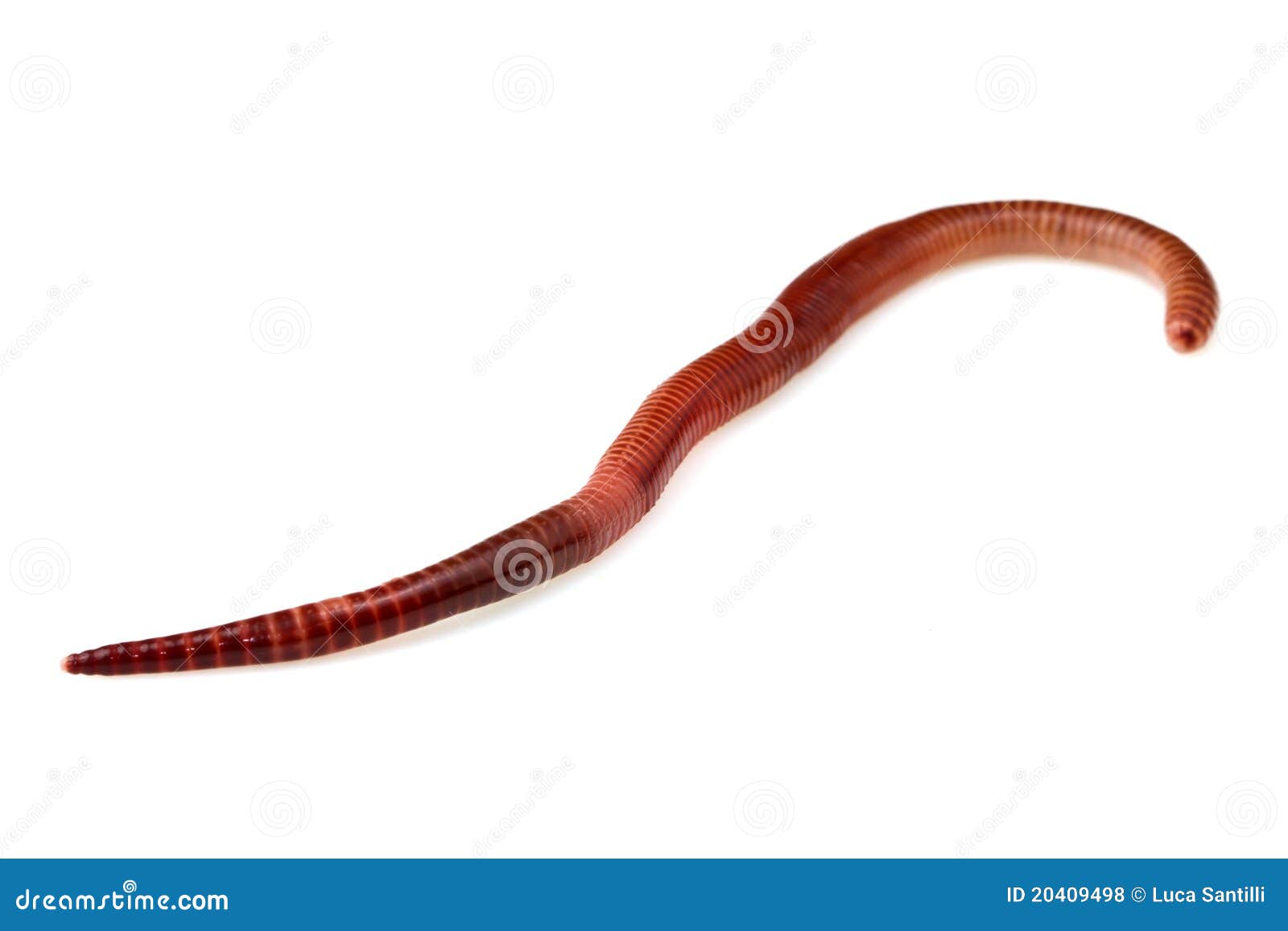 Earthworm stock photo. Image of worm, biology, bait, invertebrate ...