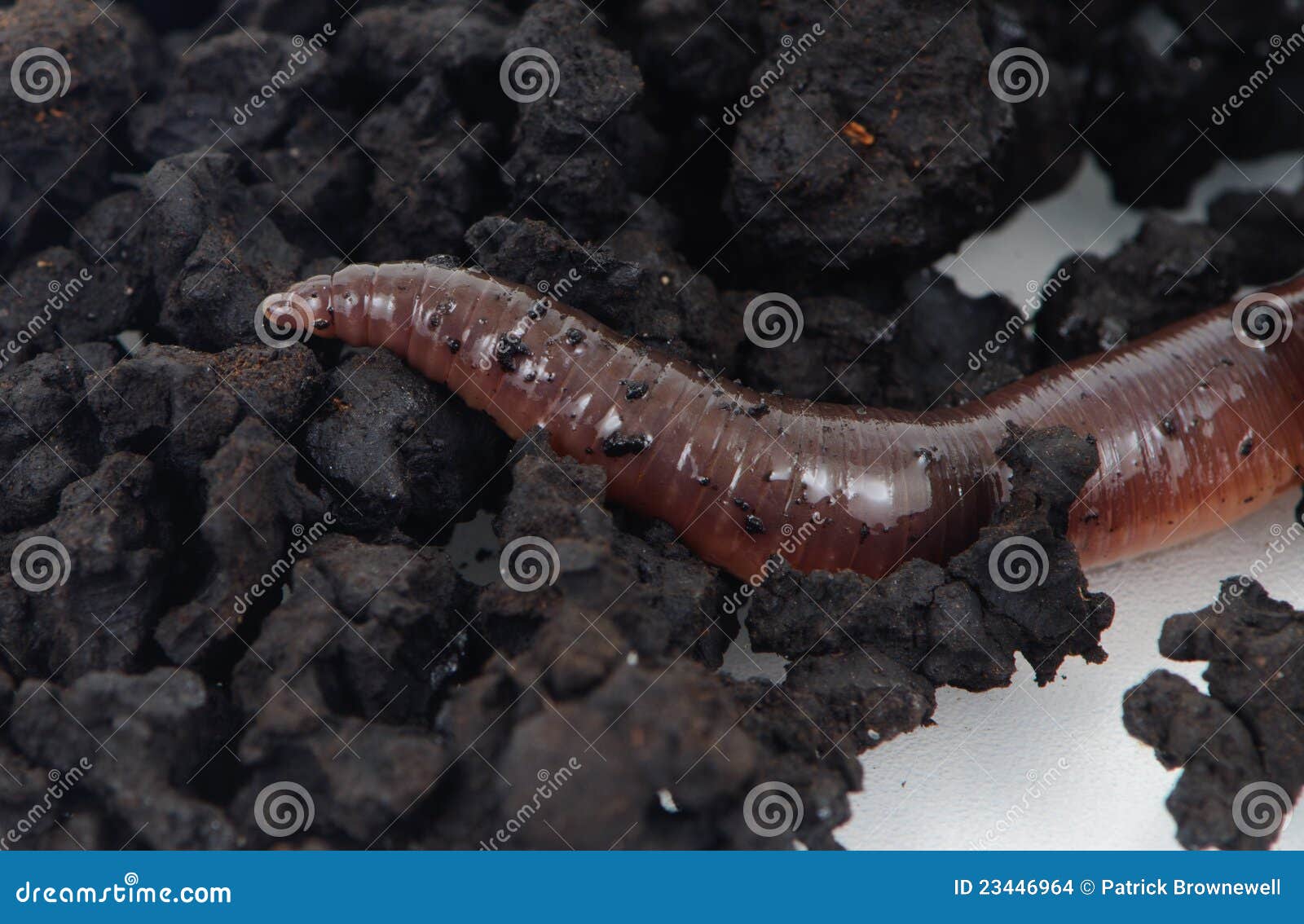 Black Worms