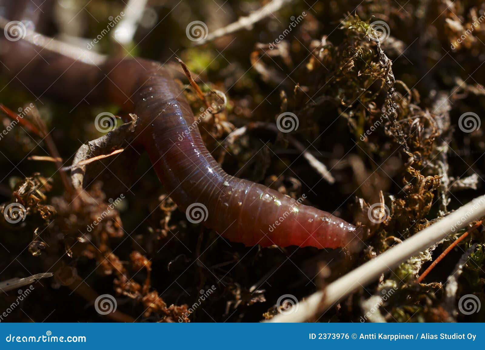 Earthworm stock photo. Image of insect, escape, worm, shallow - 2373976