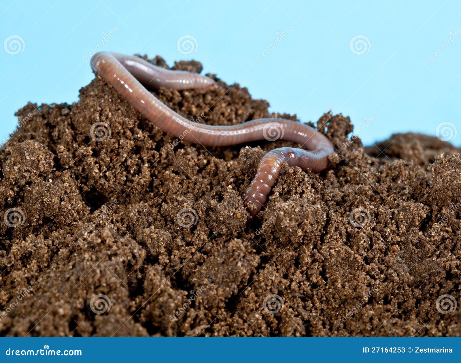 Earthworm stock image. Image of worm, lumbricus, flexibility - 27164253