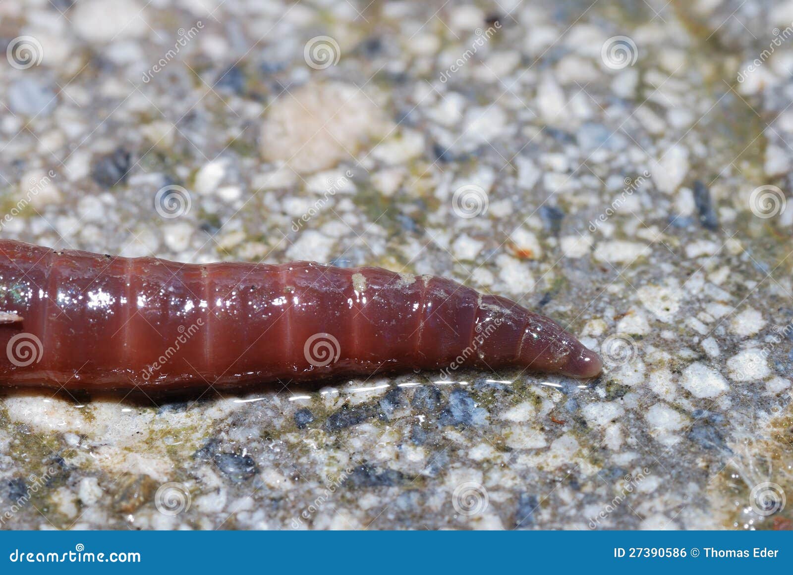 Earthworm stock photo. Image of bait, fishing, closeup - 27390586