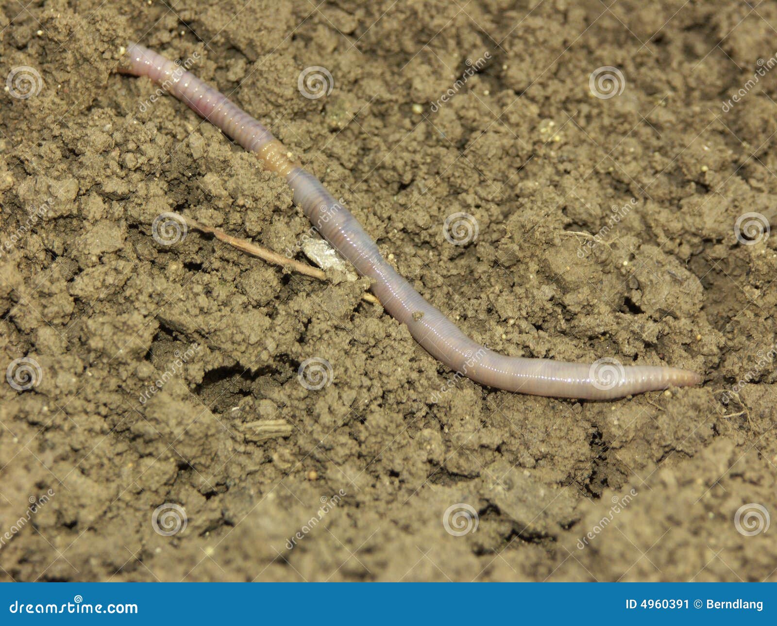 Earthworm stock image. Image of acker, organism, gardener - 4960391