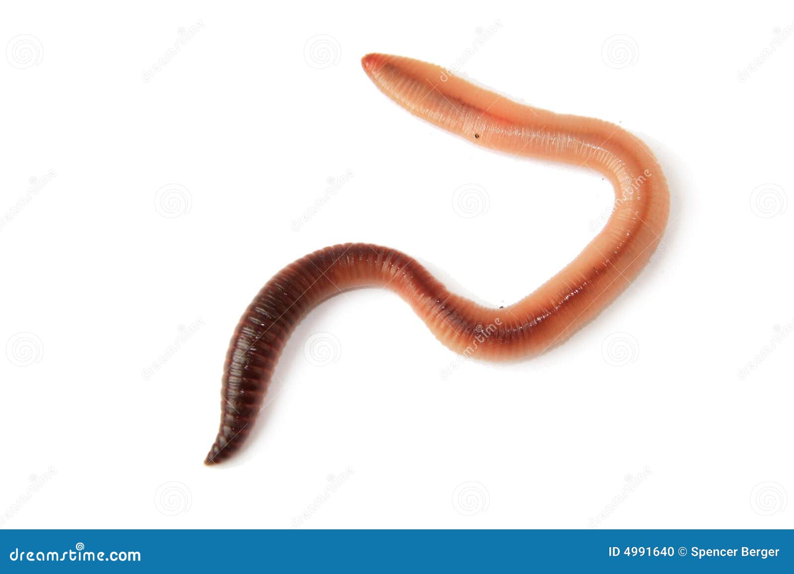 Earthworm stock photo. Image of insect, invertebrate, slime - 4991640