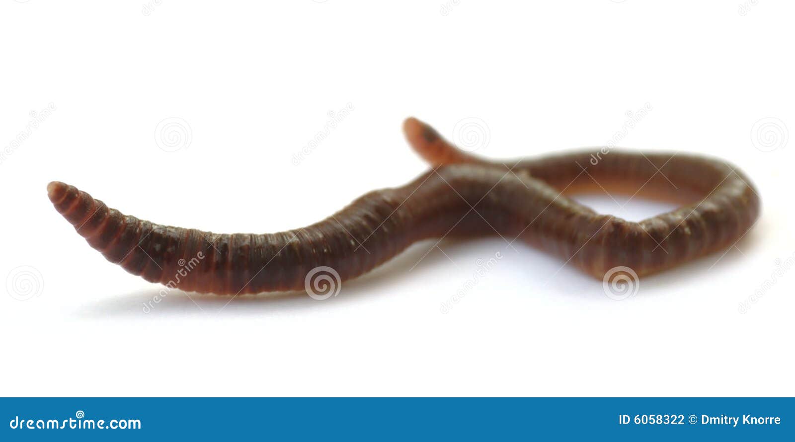 288 Worm Underground Stock Photos - Free & Royalty-Free Stock Photos ...