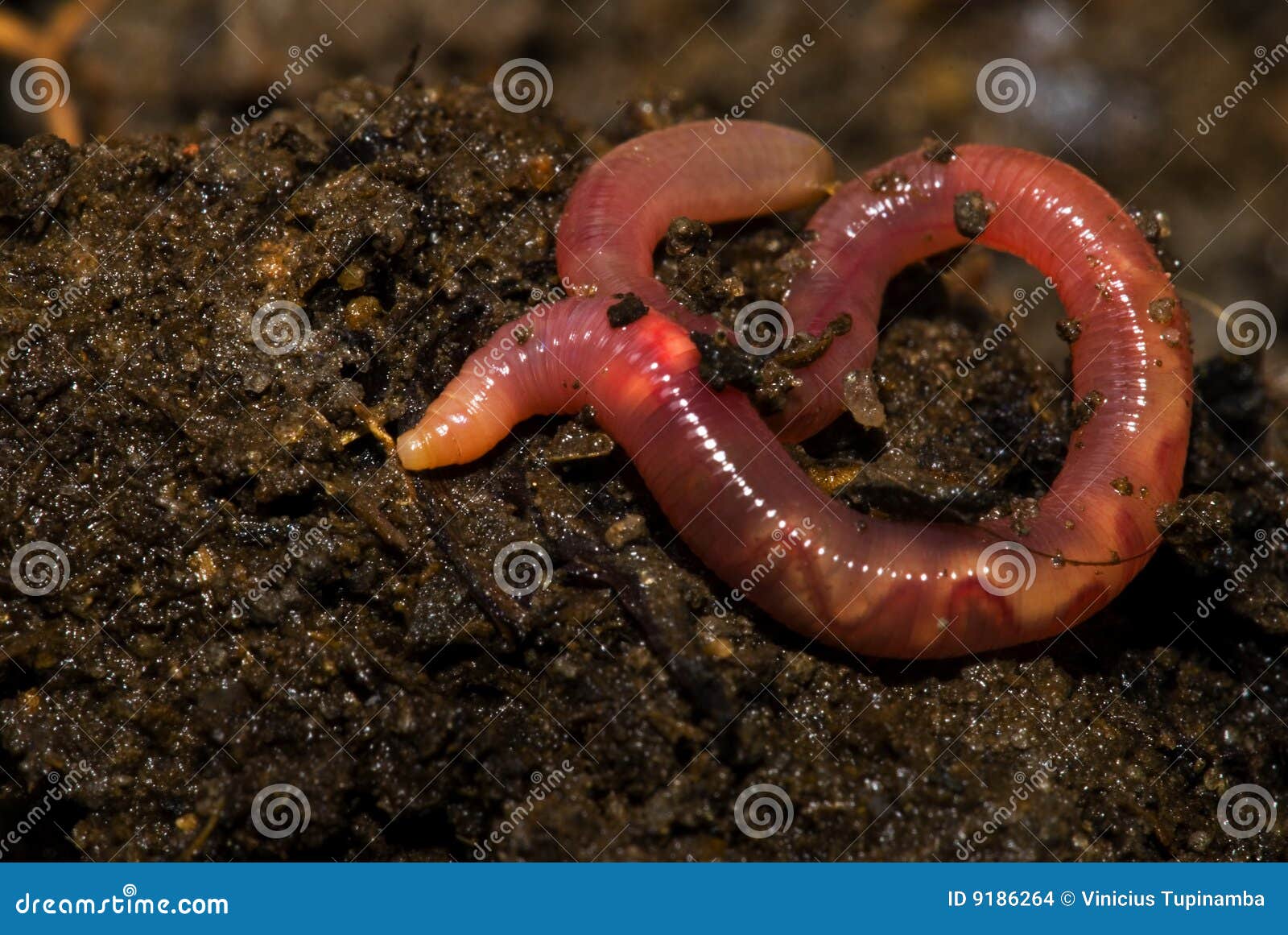 EarthWorm stock photo. Image of earthworm, anguine, close - 9186264