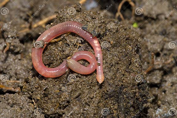 EarthWorm stock image. Image of pink, life, insect, brown - 9337889