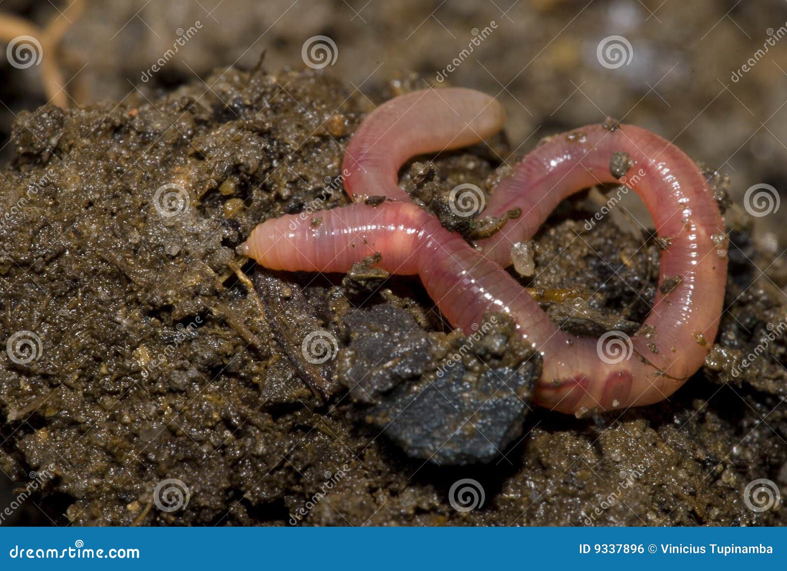 EarthWorm stock photo. Image of earth, animal, natural - 9337896