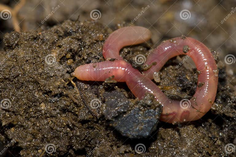 EarthWorm stock photo. Image of earth, animal, natural - 9337896