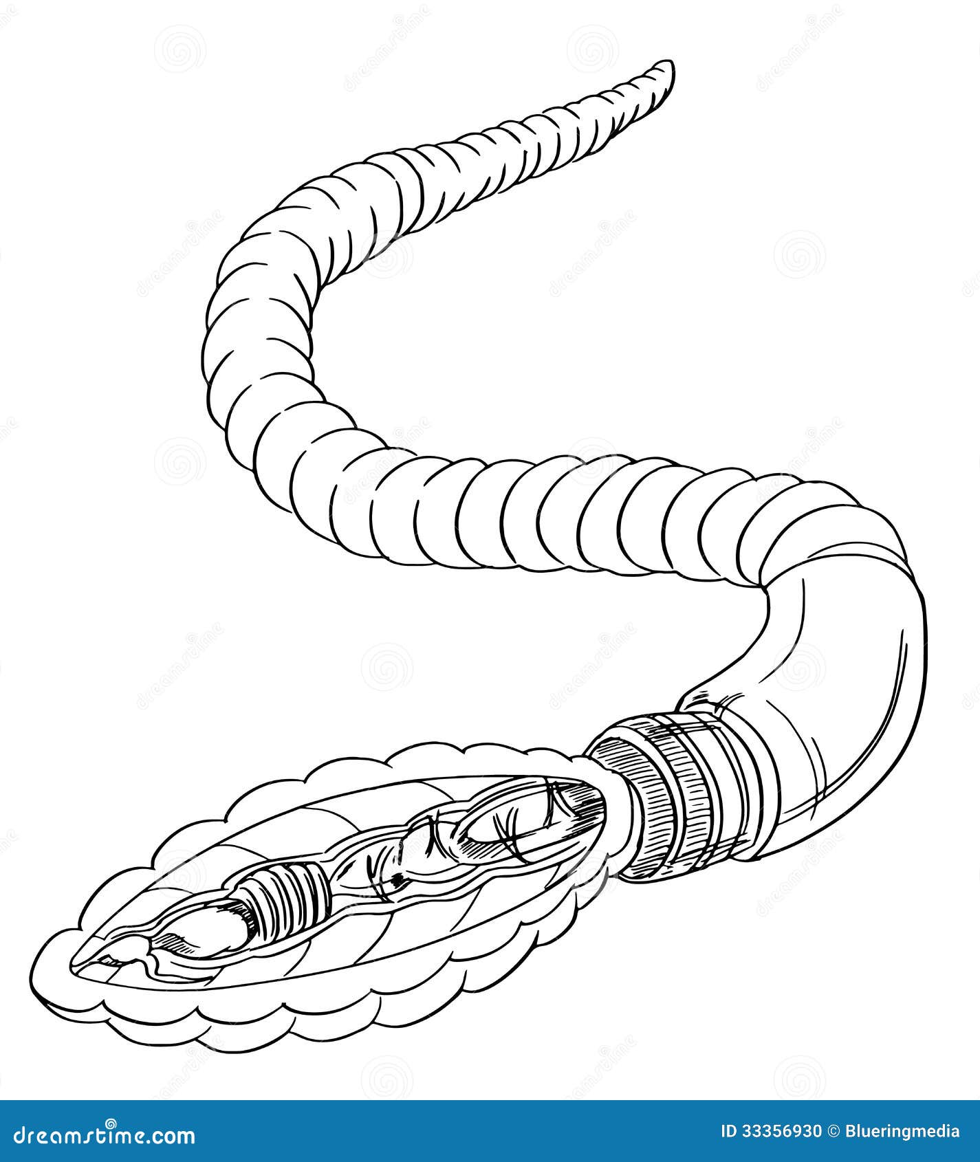 Earthworm anatomy outline stock illustration. Illustration of biology ...