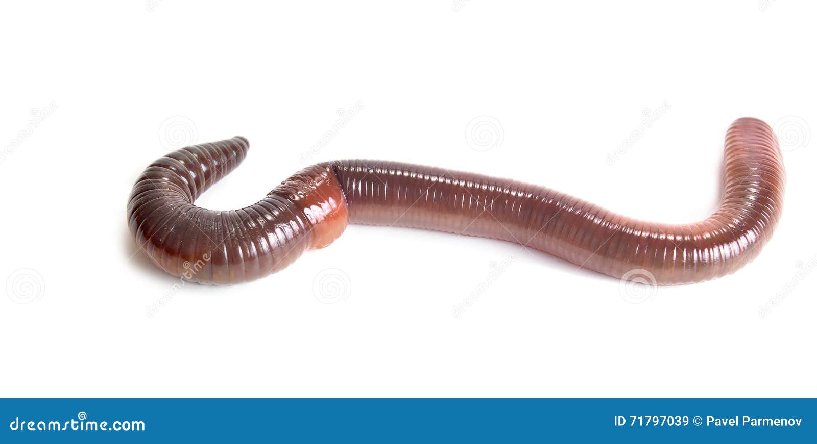 EarthWorm Stock Photo | CartoonDealer.com #9186264