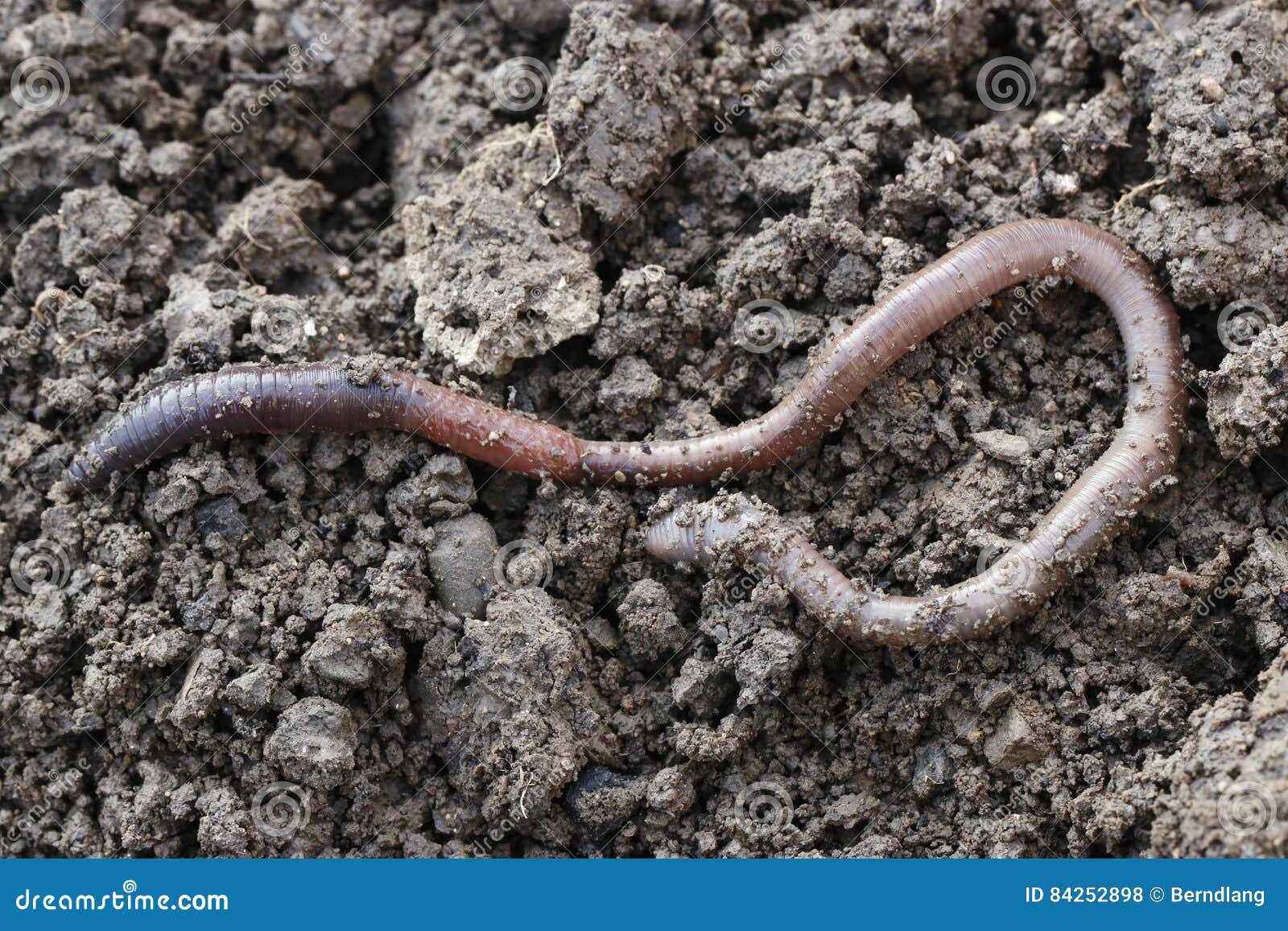 Earthworm stock photo. Image of organism, worms, dirty - 84252898