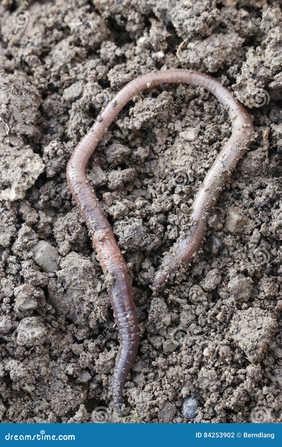 Earthworm stock photo. Image of earthworm, dirt, close - 84253902