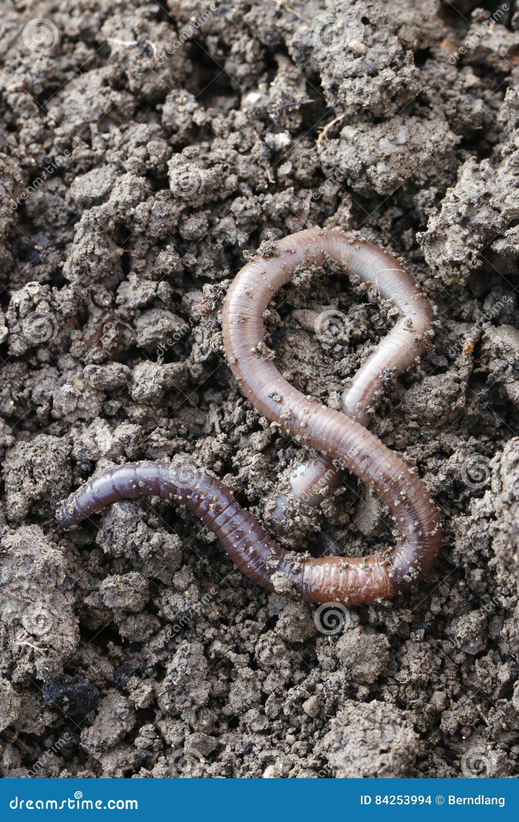 Earthworm stock photo. Image of wigglers, close, agricultur - 84253994