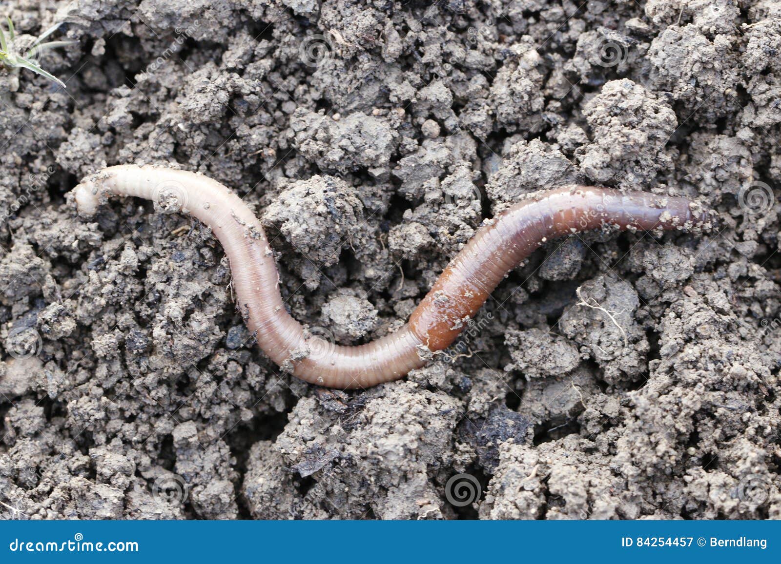 Earthworm stock image. Image of agricultur, wigglers - 84254457