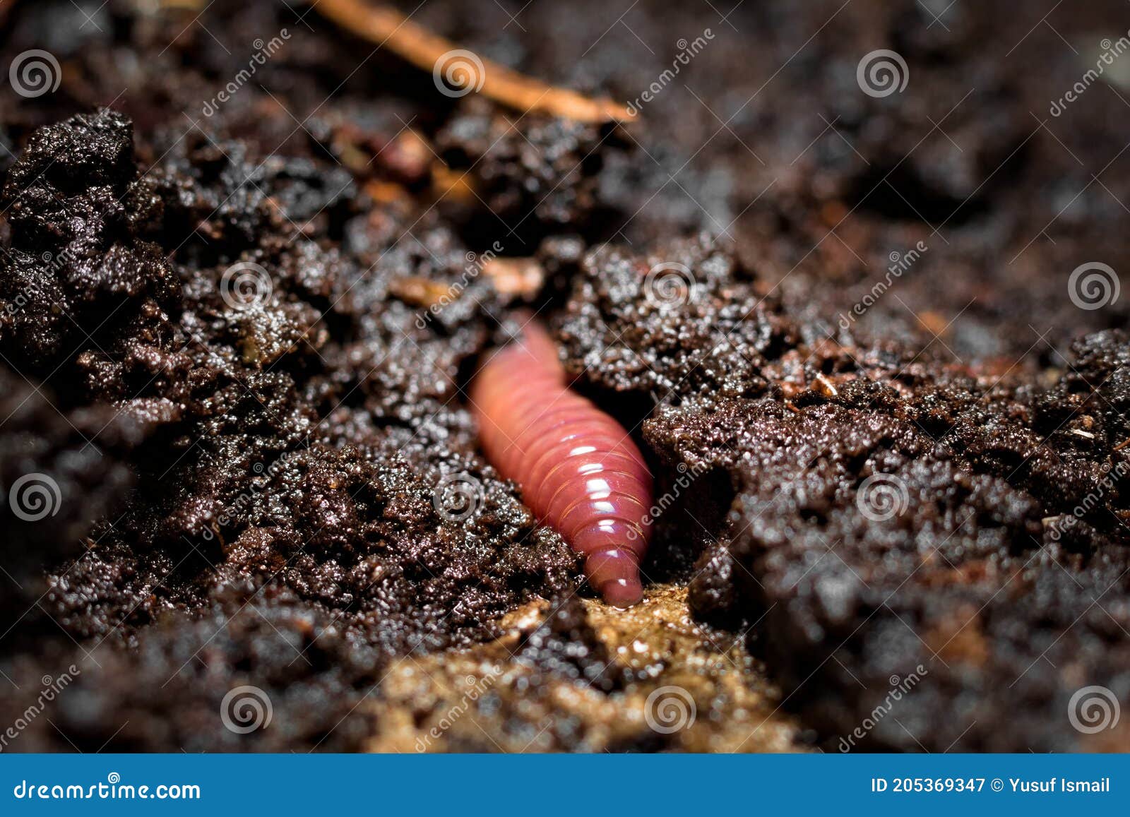 Earthworm Burrowing into the Wet Soil Stock Image - Image of natural ...