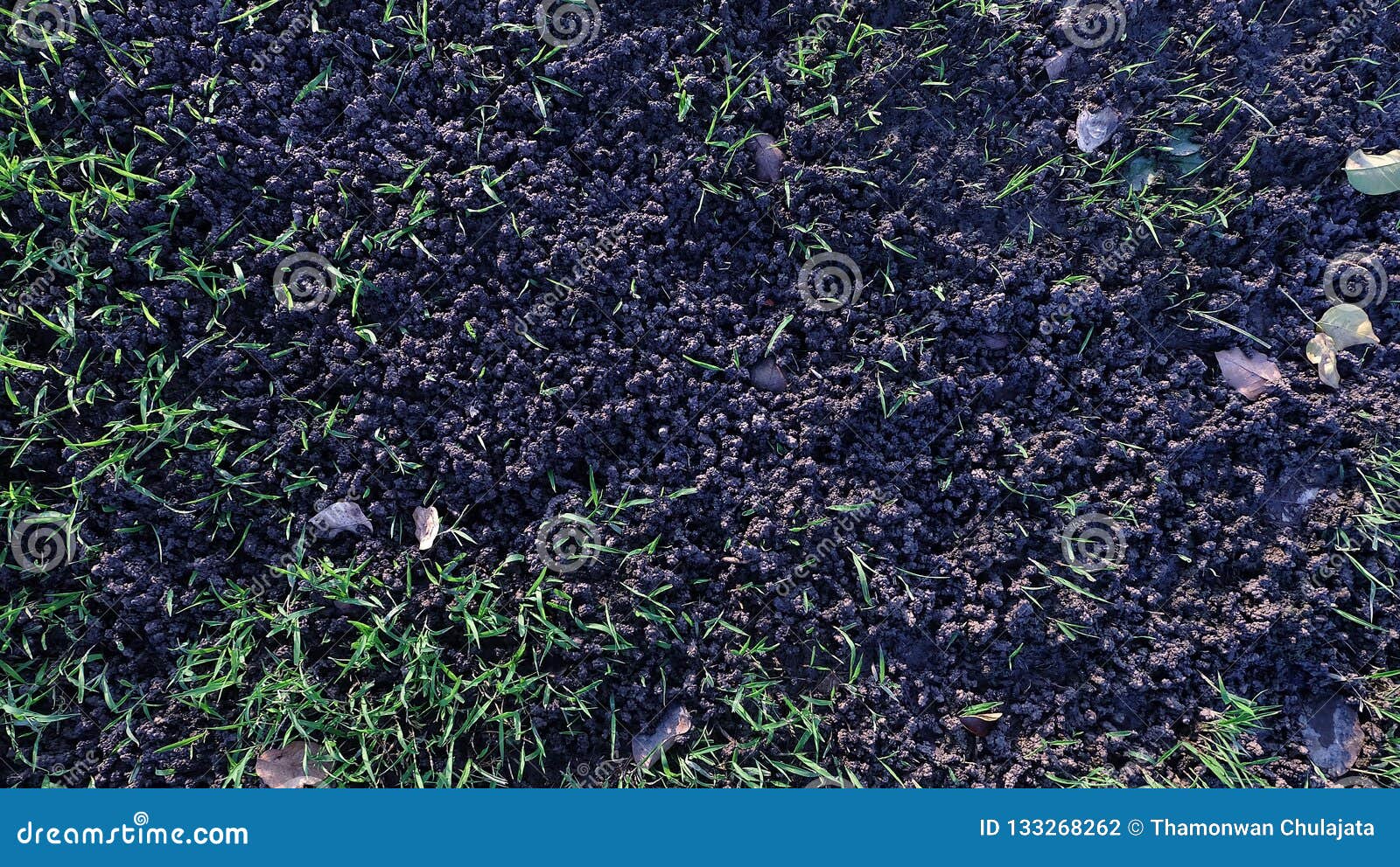 Earthworm casts stock photo. Image of ecology, environment - 133268262