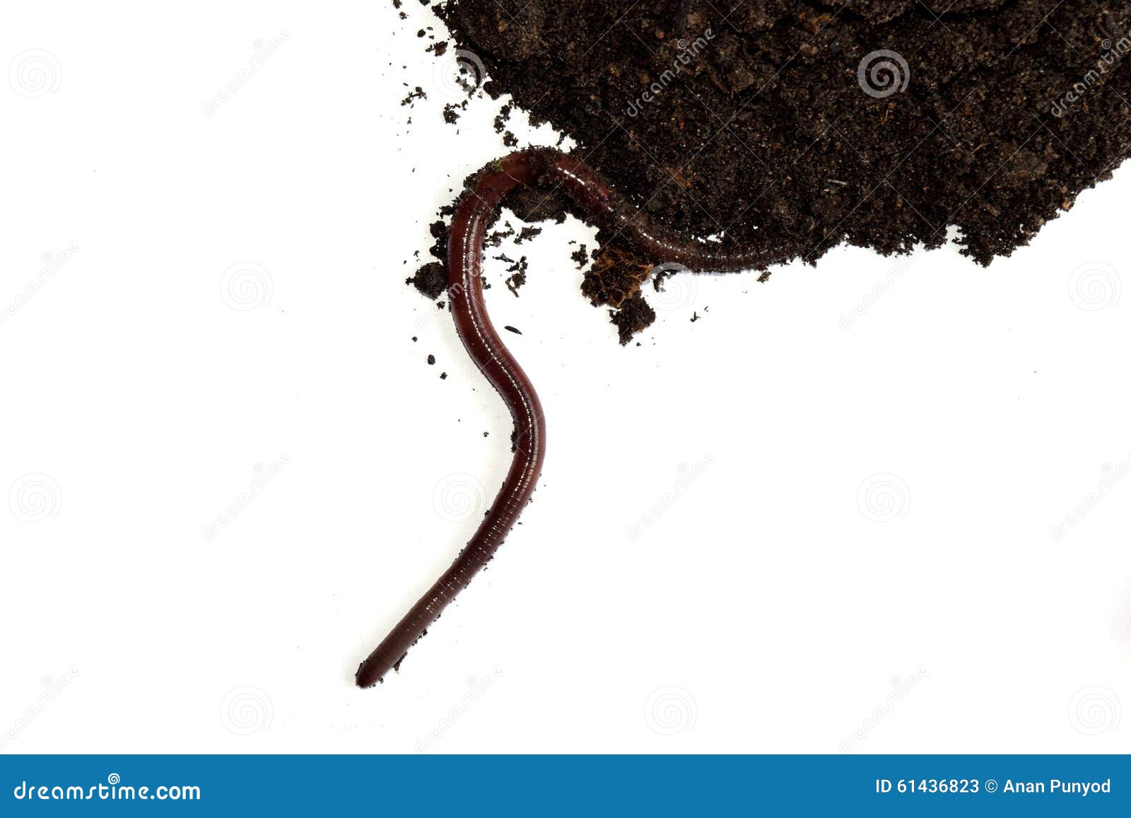 A Slimy And Wriggling Texture With Writhing Worms And Wiggling Slugs5 ...