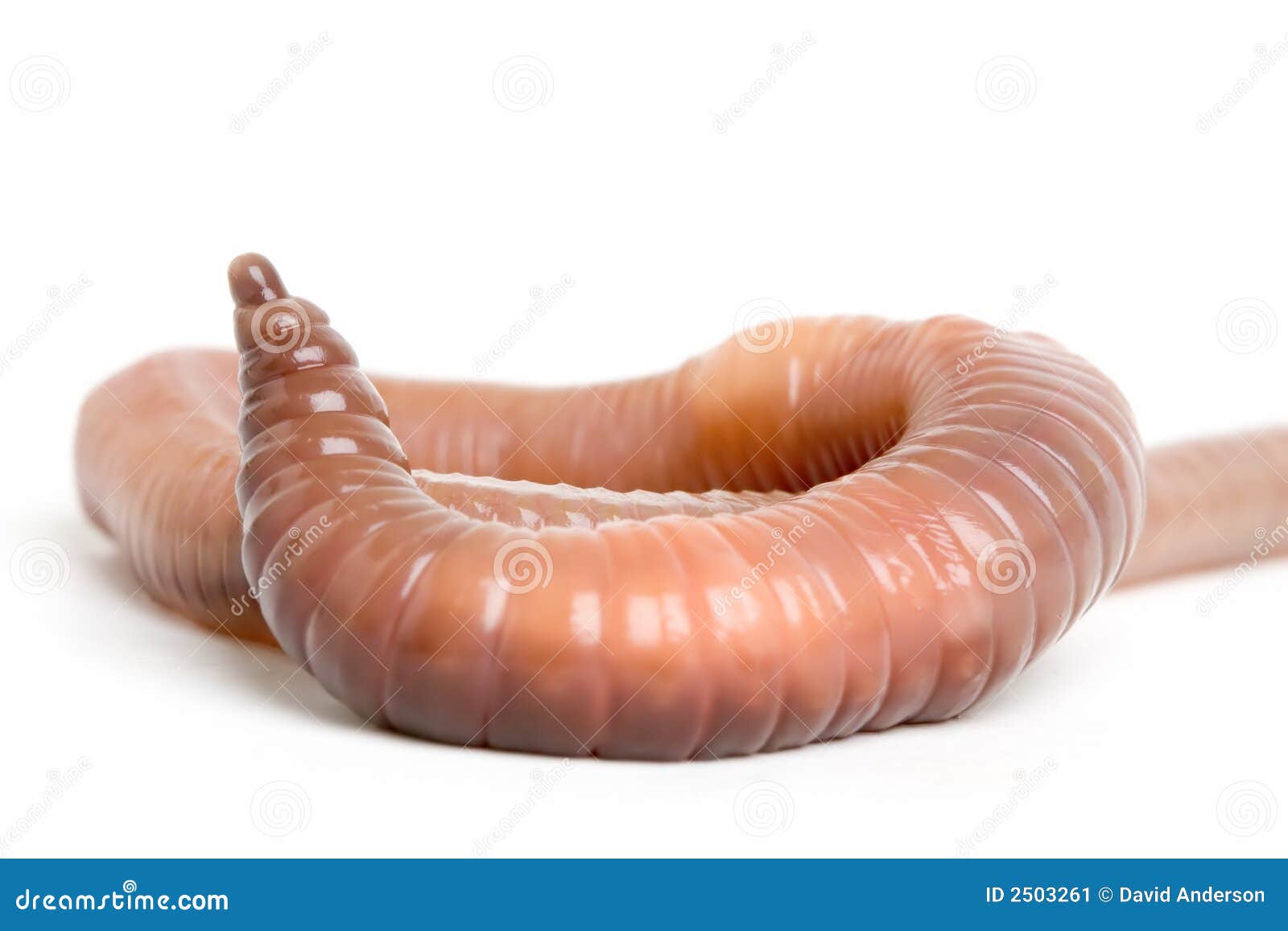 Earthworm Close Up 2 stock image. Image of white, worm - 2503261