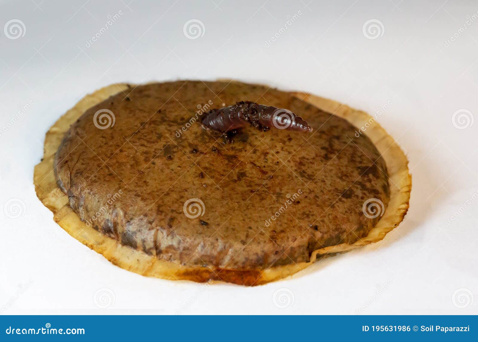 Earthworm with coffee pad stock photo. Image of habitat - 195631986